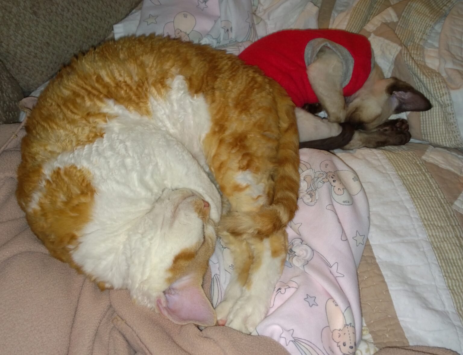 My Experience With Flat Chested Kitten Syndrome - Devon Lair