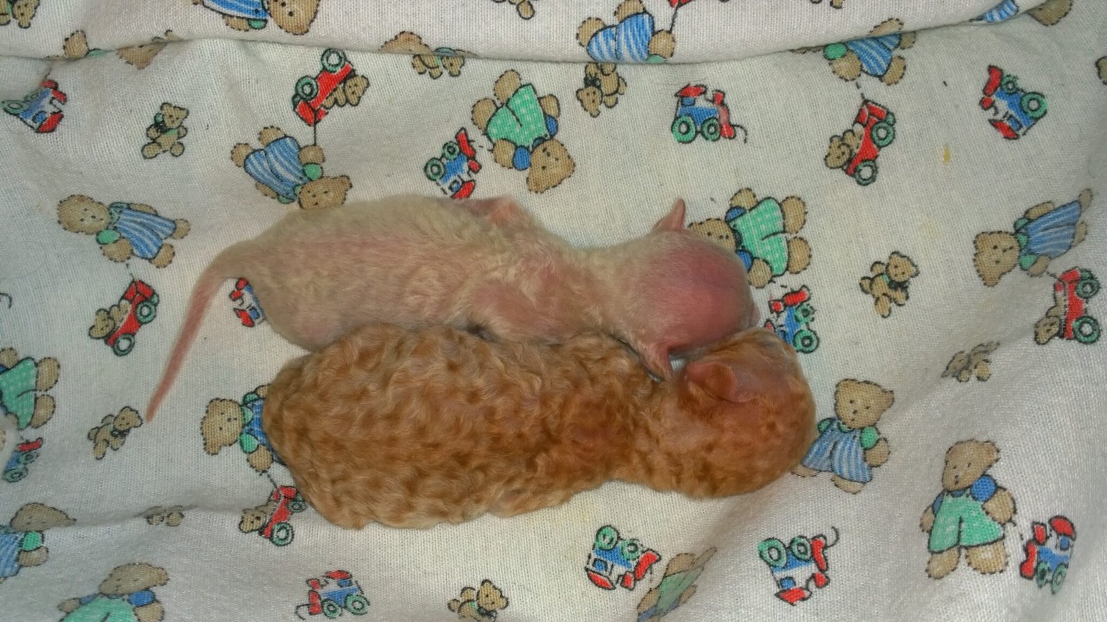 My Experience With Flat Chested Kitten Syndrome - Devon Lair