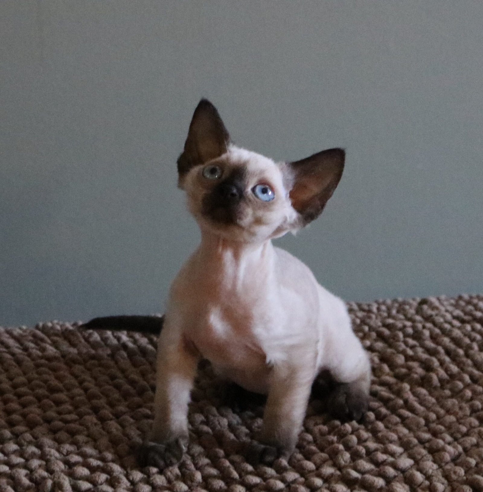 My Experience With Flat Chested Kitten Syndrome - Devon Lair