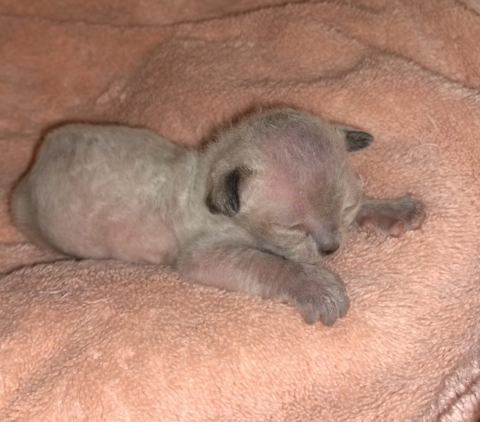 My Experience With Flat Chested Kitten Syndrome - Devon Lair