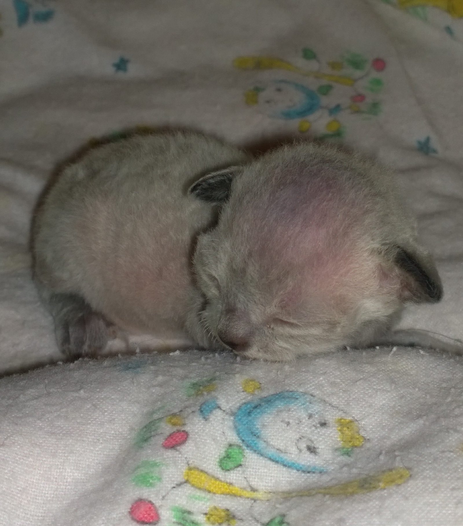 My Experience With Flat Chested Kitten Syndrome - Devon Lair
