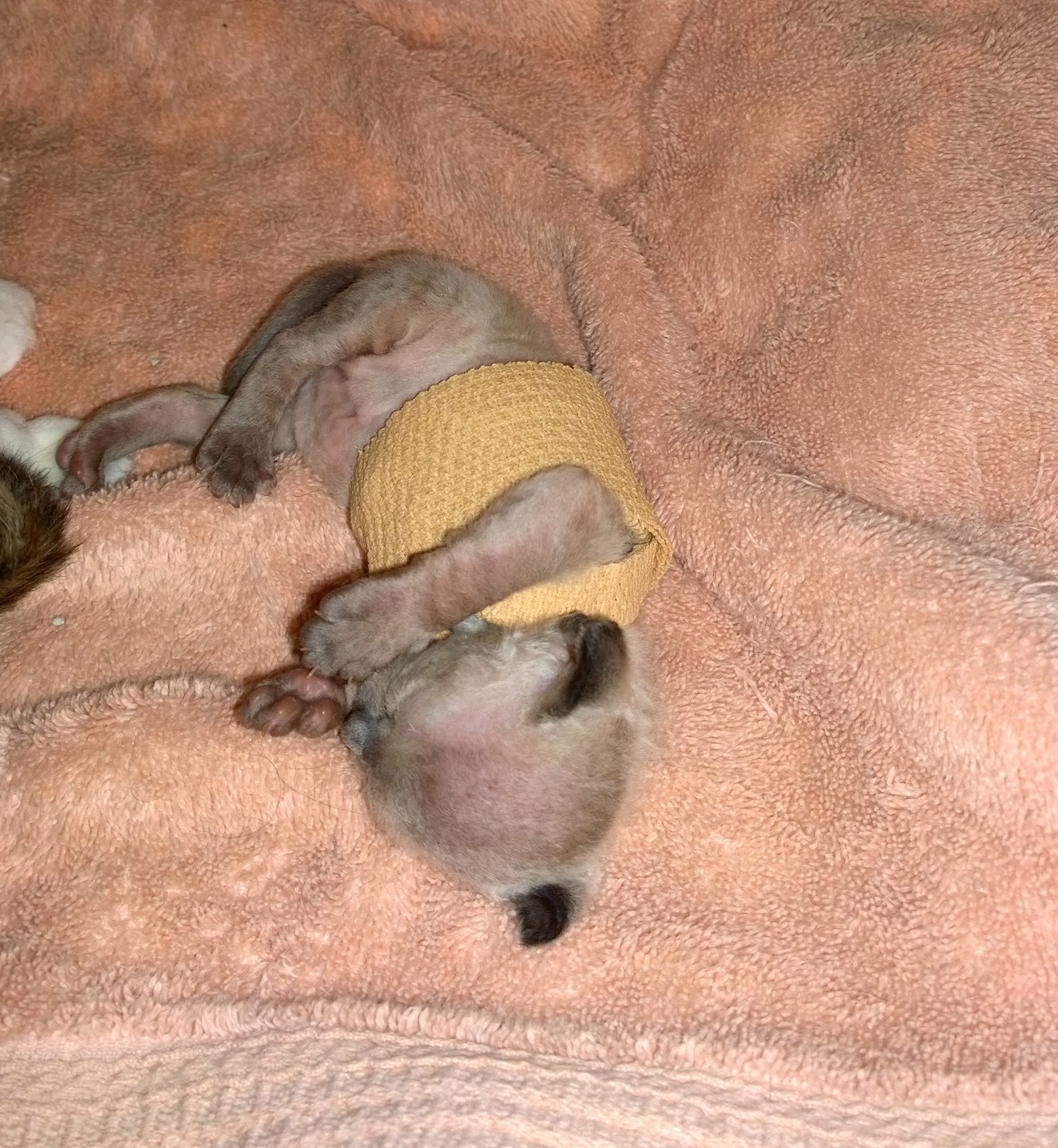 My Experience With Flat Chested Kitten Syndrome - Devon Lair