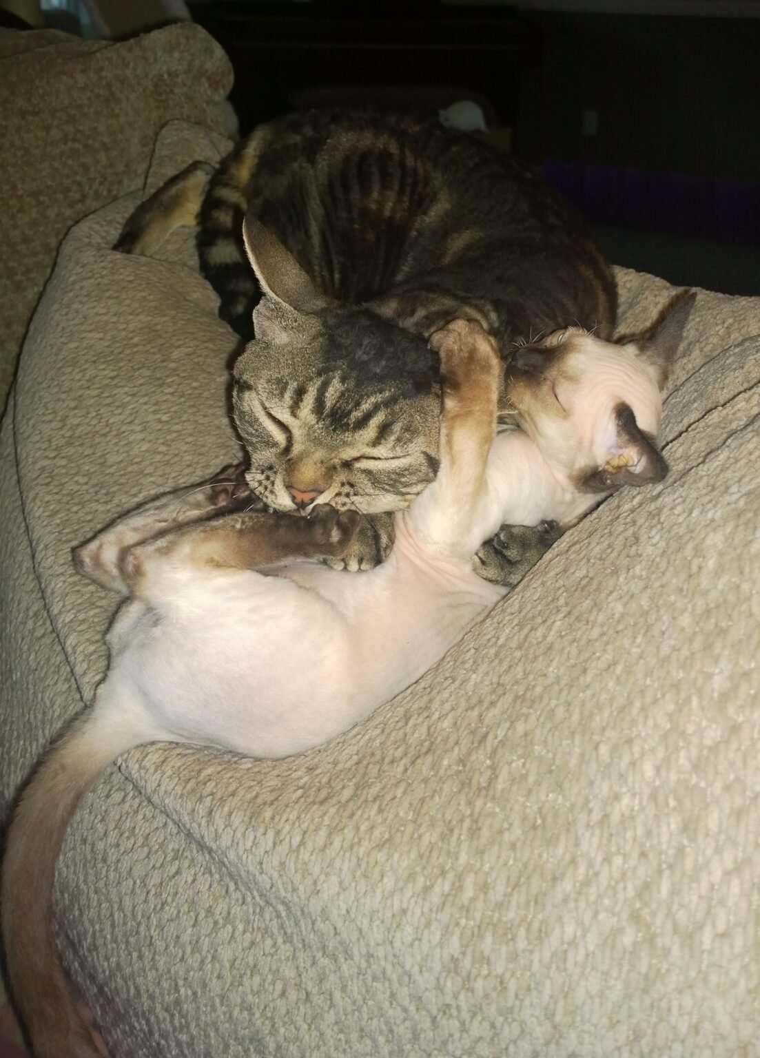 My Experience With Flat Chested Kitten Syndrome - Devon Lair