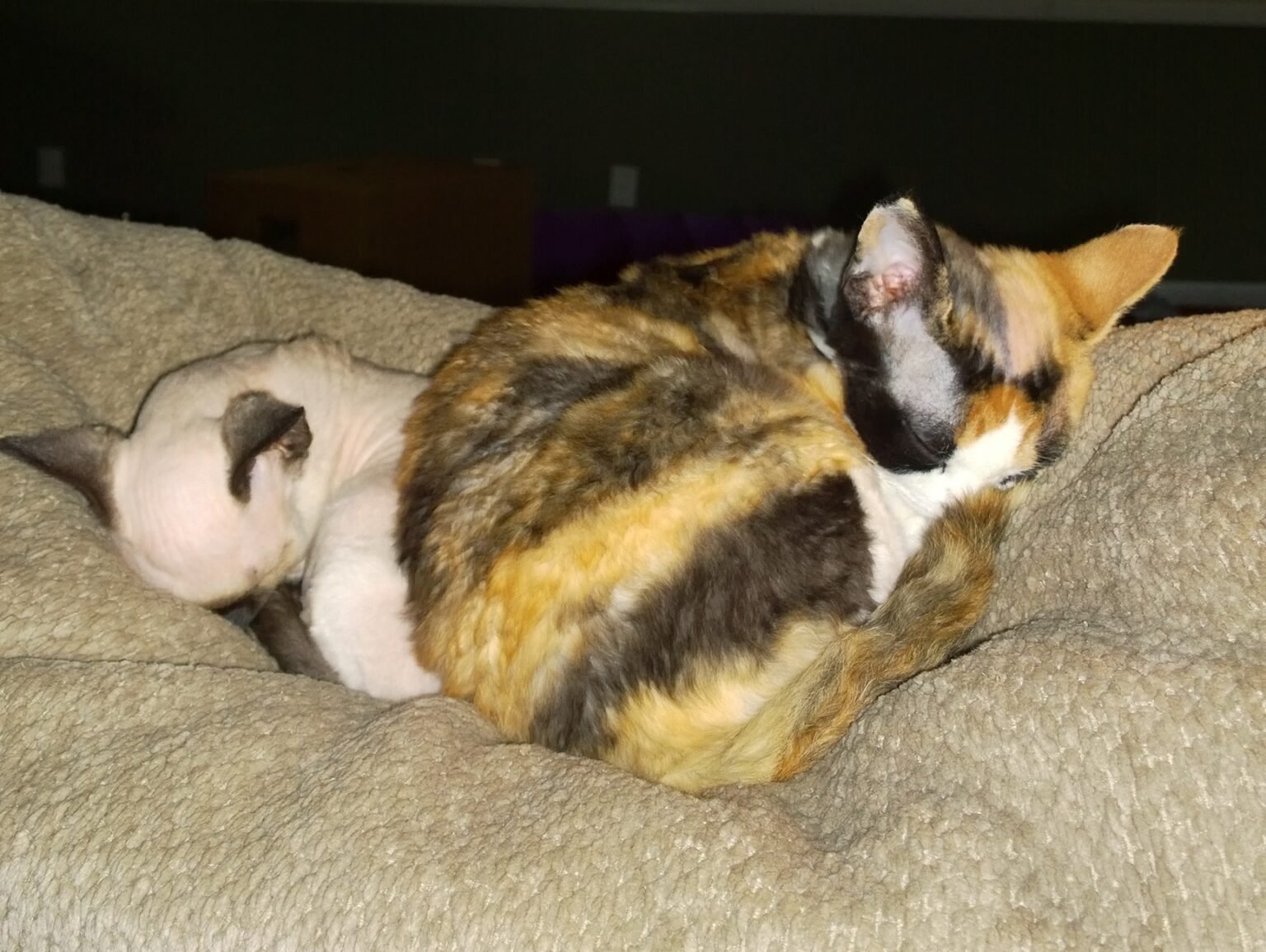 My Experience With Flat Chested Kitten Syndrome - Devon Lair