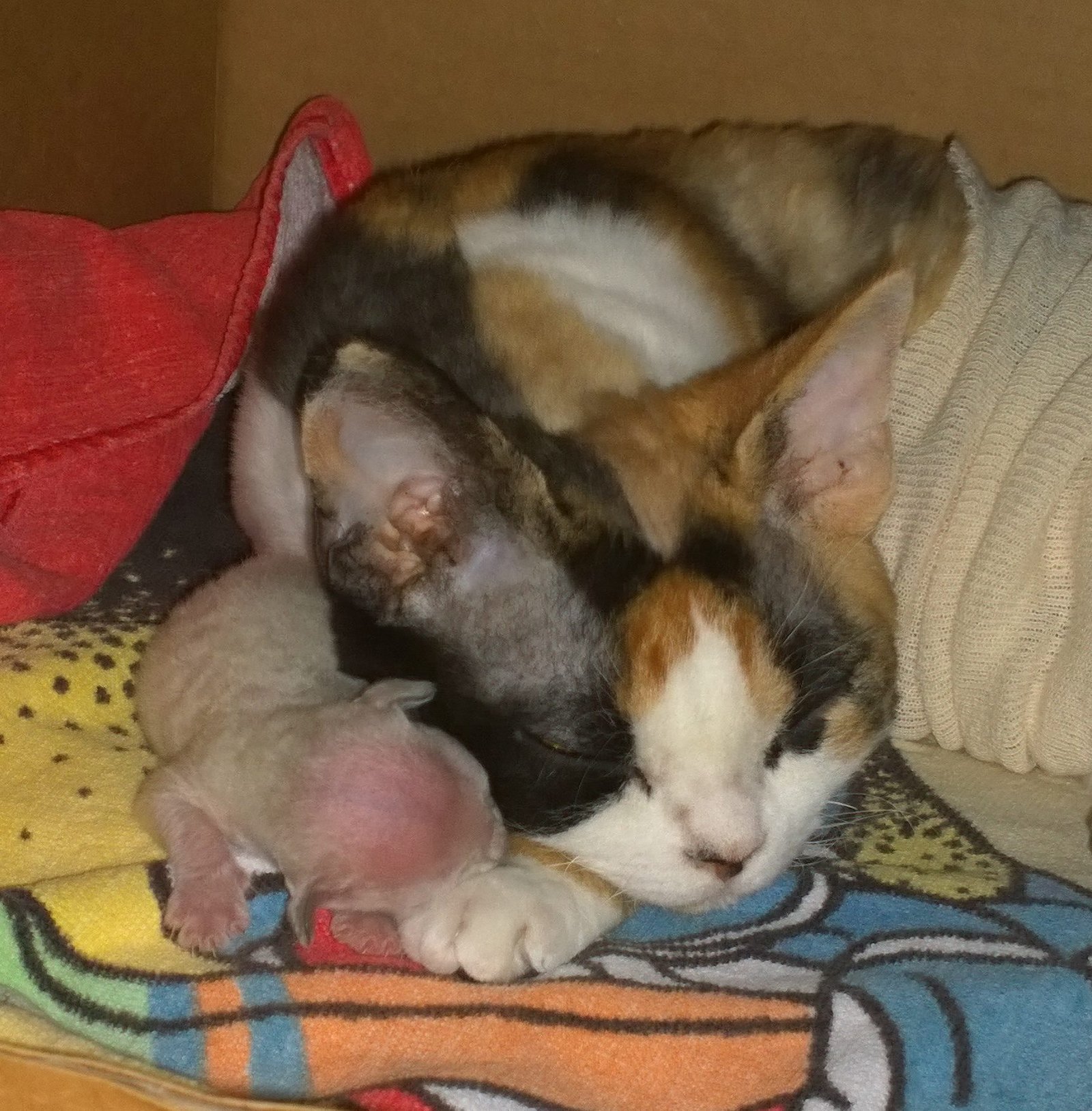 My Experience With Flat Chested Kitten Syndrome - Devon Lair